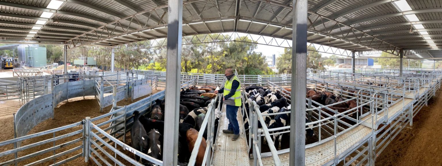 New cattle yards - The Midfield Group
