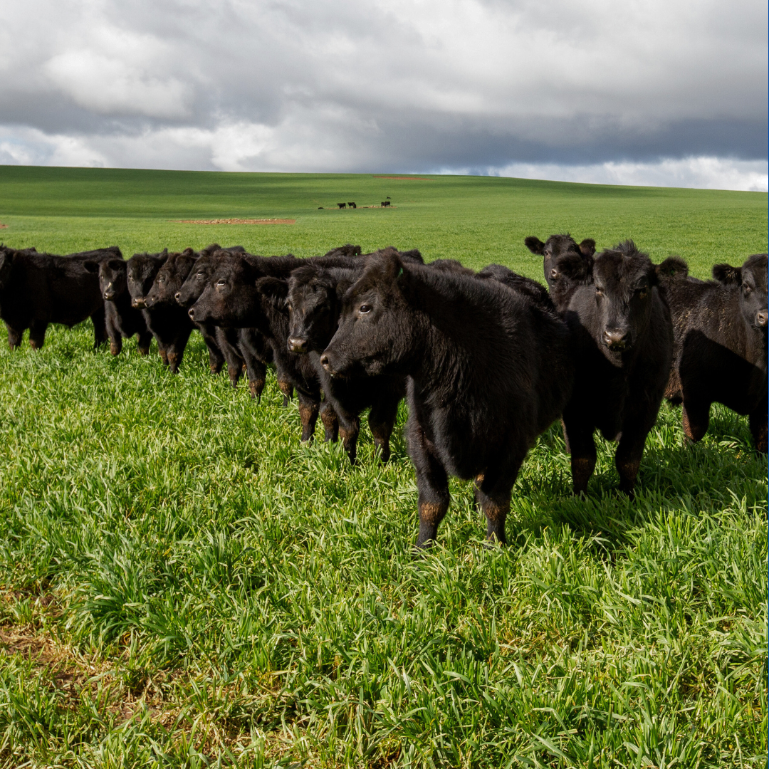 Divisions - The Midfield Group