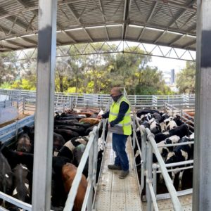 246 Beef & Lamb - The Midfield Group