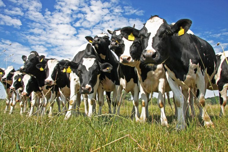 Midfield Group | Australian-Owned Meat Processor Since 1975